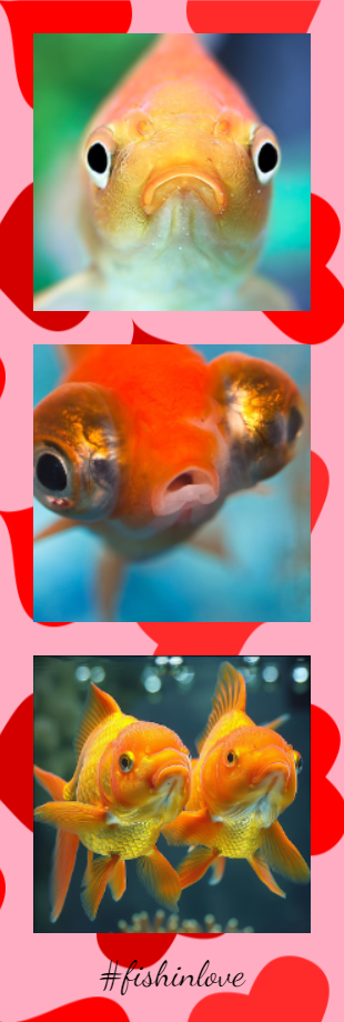 Snappy - Online Photobooth